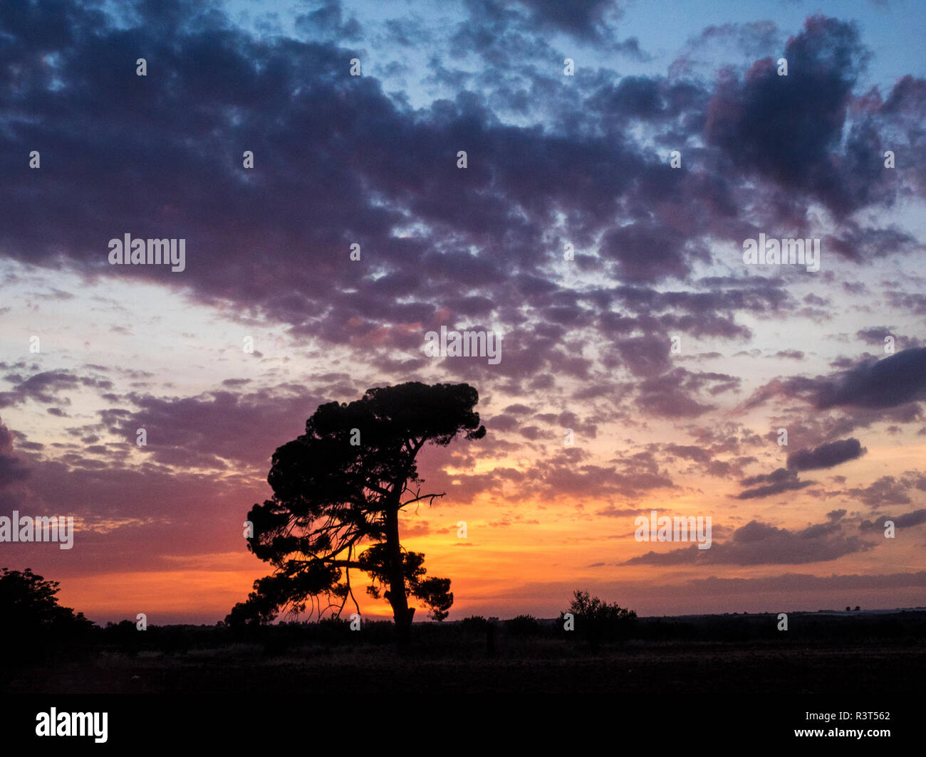Old tree with sunset Stock Photo - Alamy