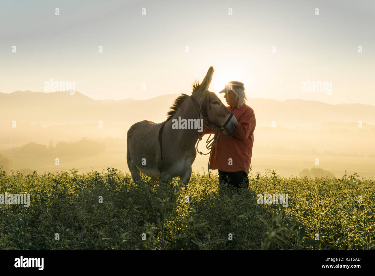 Donkey standing in field hi-res stock photography and images - Alamy