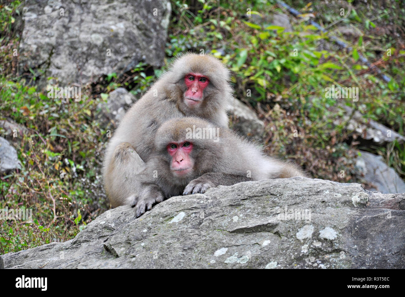 Two Japanese macaque snuggling up to stay warm during autumn Stock ...
