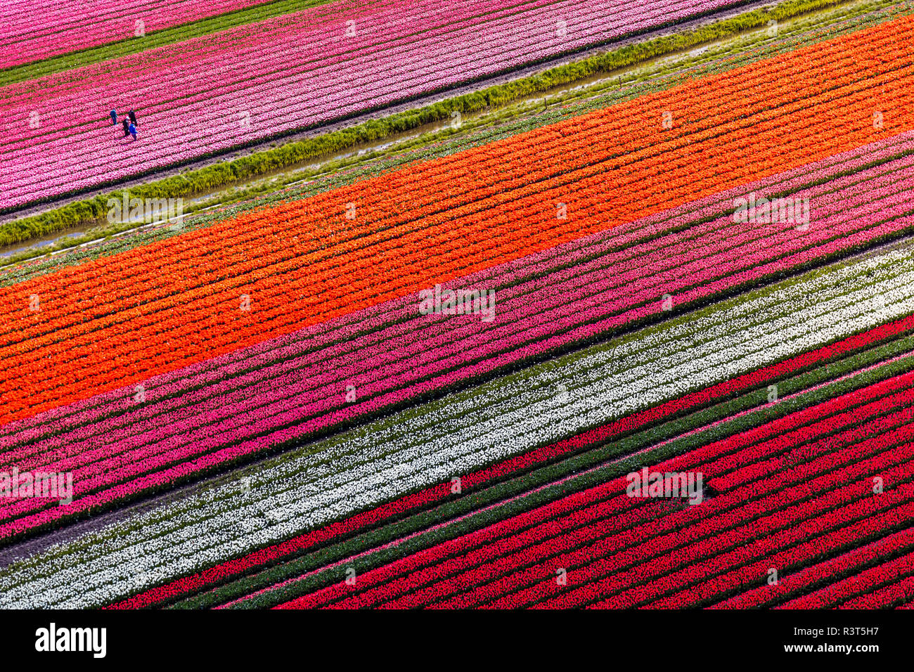 Aerial view of the tulip fields in North Holland, Netherlands Stock ...