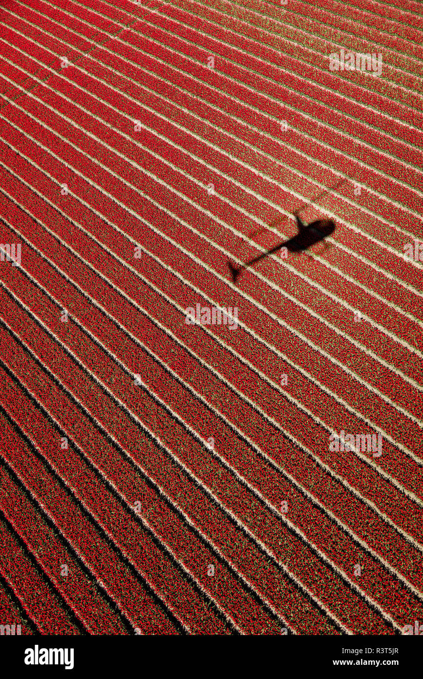 Aerial view of the tulip fields in North Holland, Netherlands Stock ...