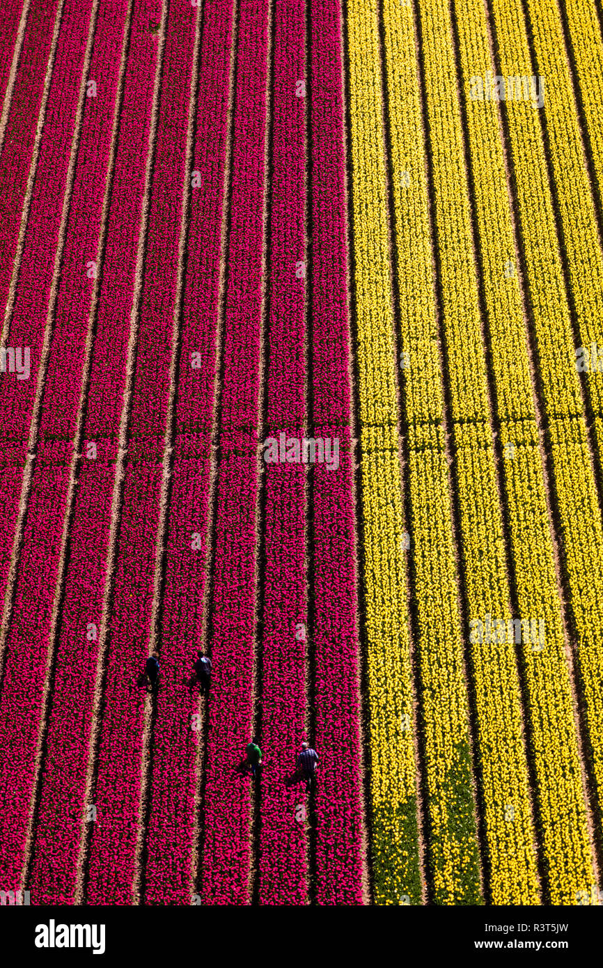 Aerial view of the tulip fields in North Holland, Netherlands Stock ...