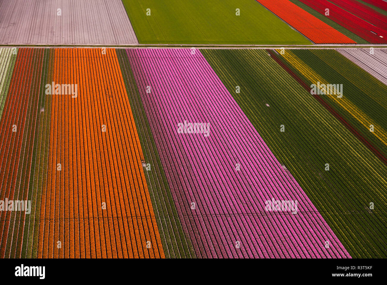 Aerial view of the tulip fields in North Holland, Netherlands Stock ...
