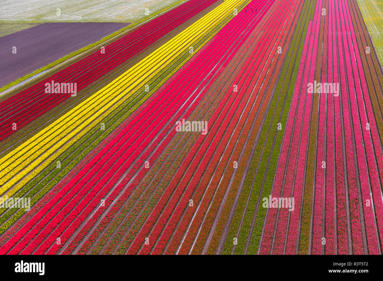 Aerial view of the tulip fields in North Holland, Netherlands Stock ...