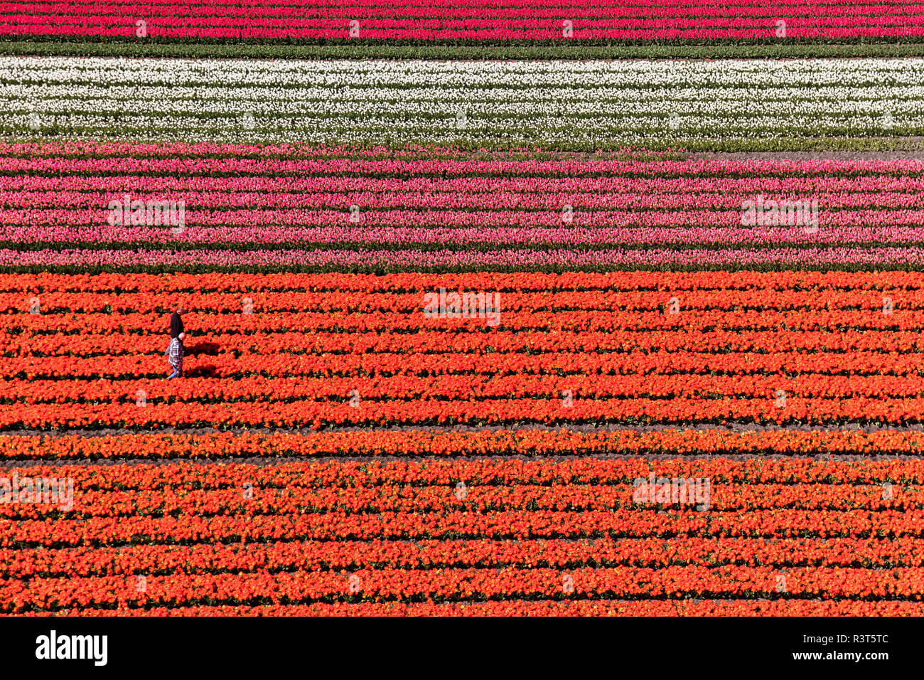 Aerial view of the tulip fields in North Holland, Netherlands Stock ...