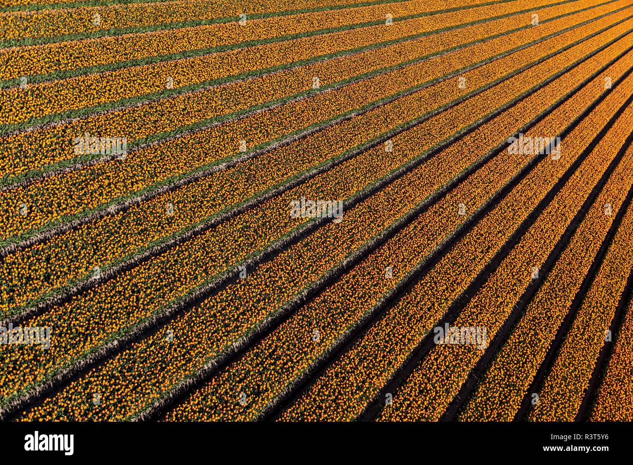 Aerial view of the tulip fields in North Holland, Netherlands Stock ...