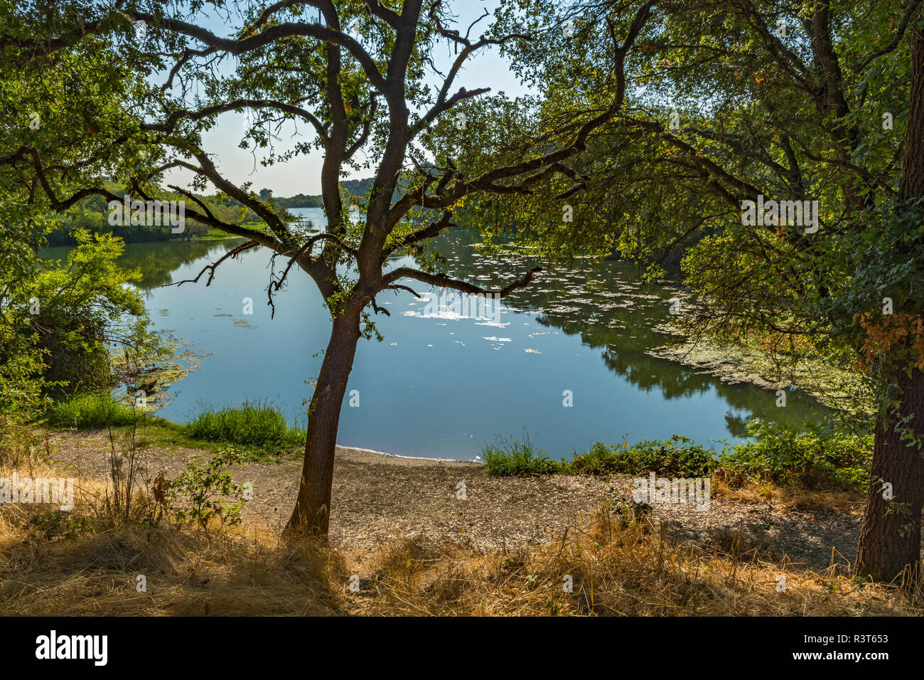 California, Sacramento River Delta, slough in Meadows Area behind the ...
