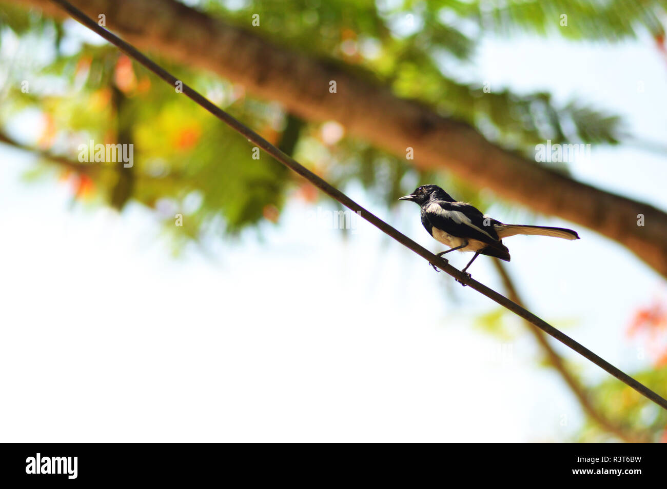 Oriental magpie robin / Magpie bird on wire in summer nature background ...
