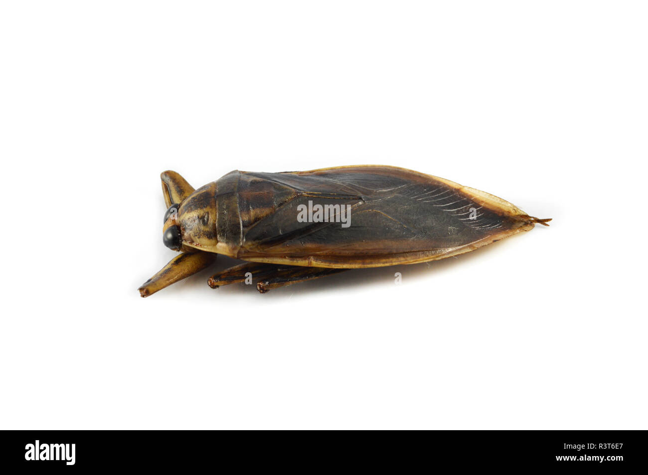 All The Swamp Insects