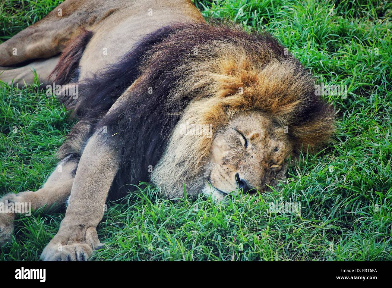 The Lion Sleeps Tonight Stock Photo - Alamy