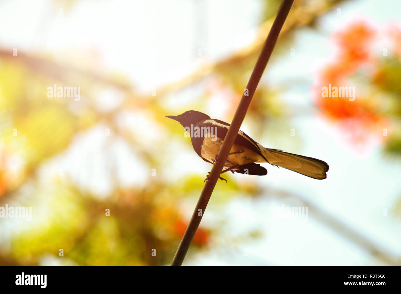 Oriental magpie robin / Magpie bird on wire in summer nature background ...