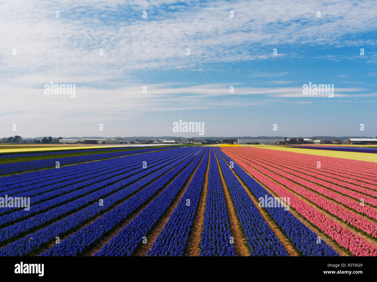 Netherlands, Southern Holland Province, Lisse, hyacinths fields Stock ...