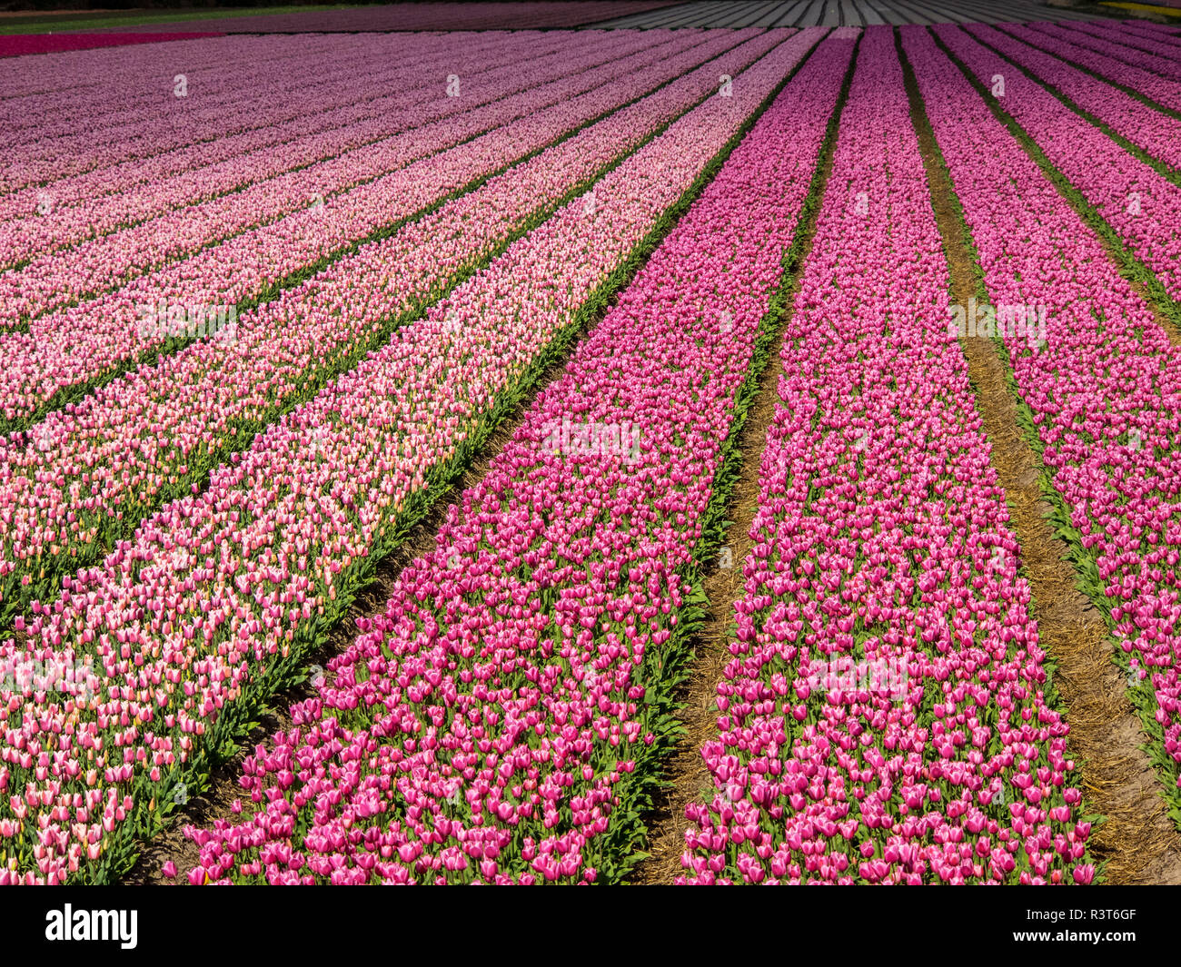 Netherlands, Kop van Noord-Holland, Tulip Fields in Holland Stock Photo ...