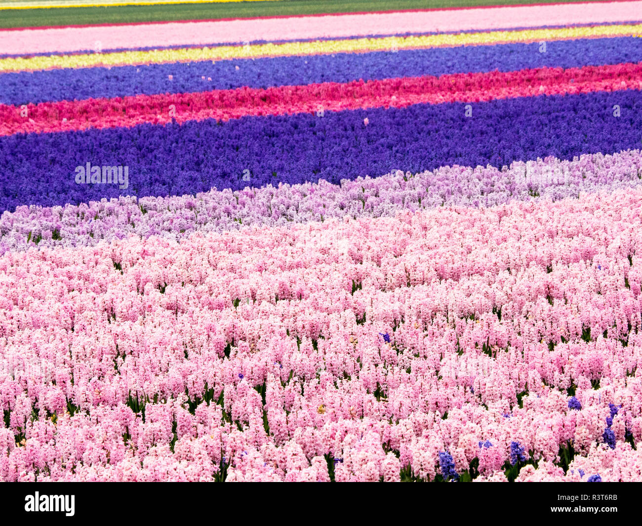 Spring flower in patterns Stock Photo - Alamy