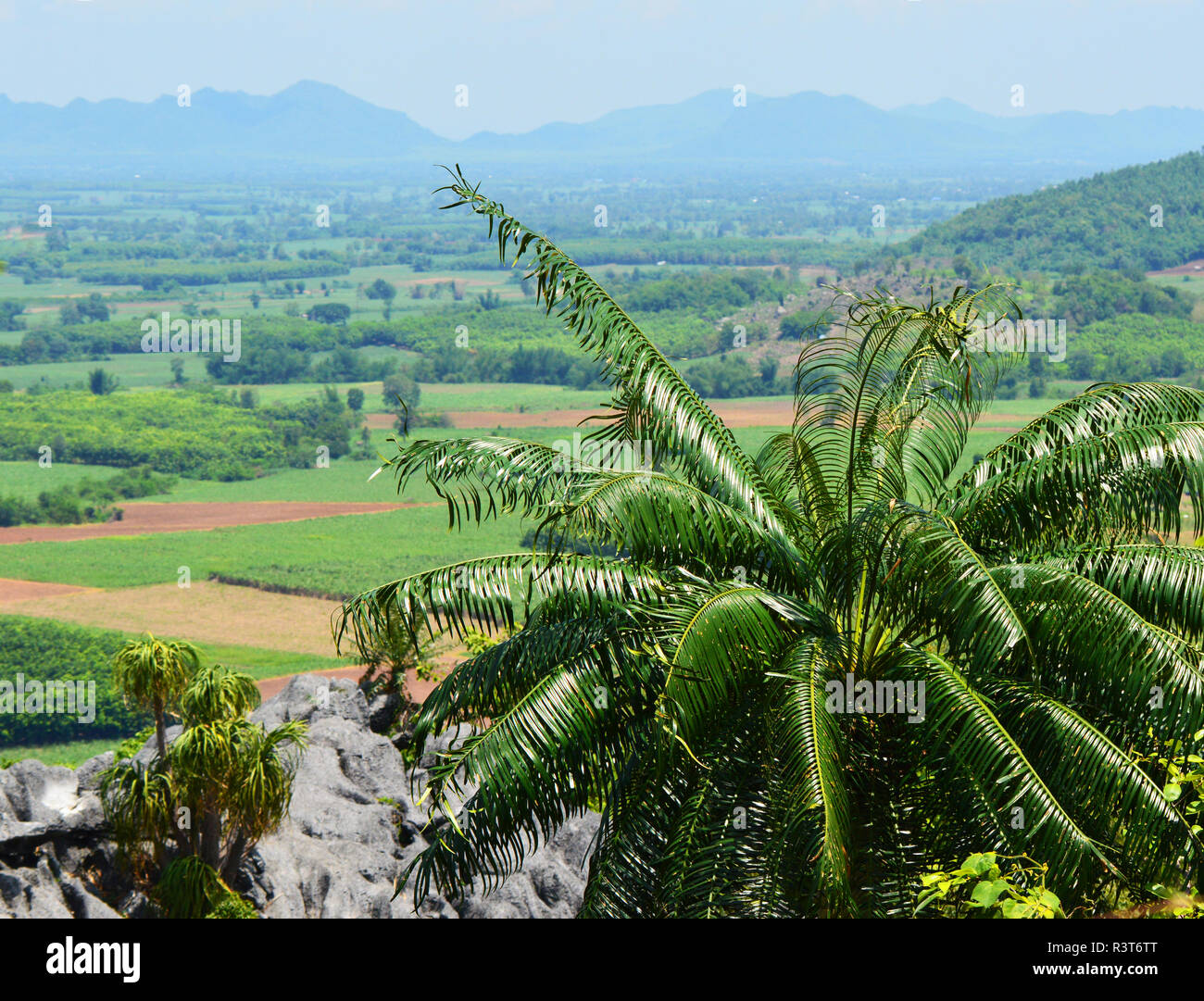 Cycas plant tree / green cycad growing on the rocky - cycad planted on ...