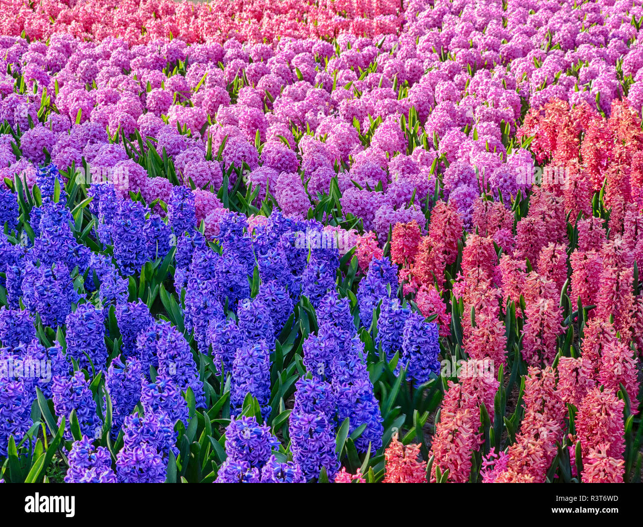 Mass of hyacinths on display Stock Photo - Alamy