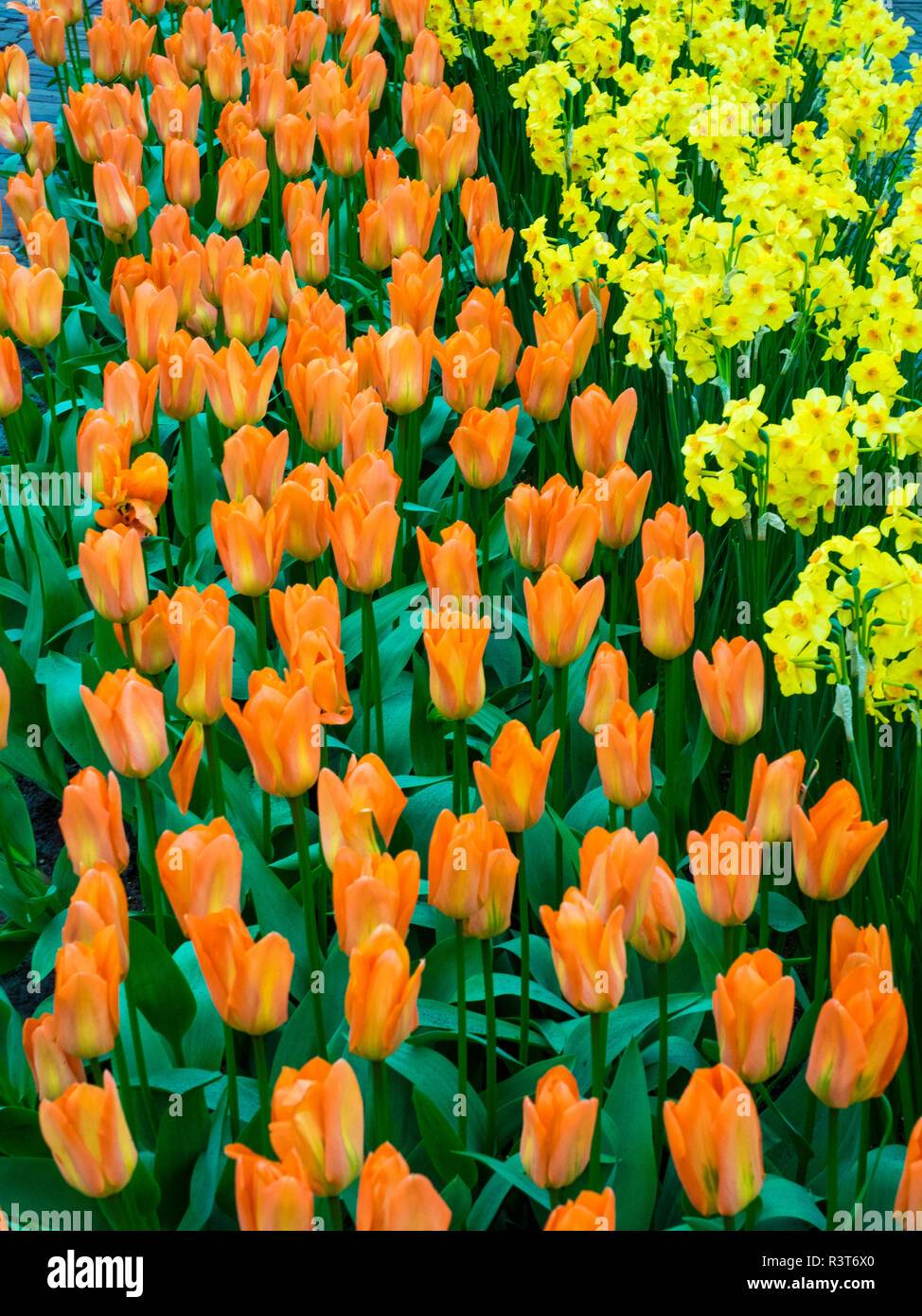 Assorted flowers flowering during Spring Stock Photo - Alamy