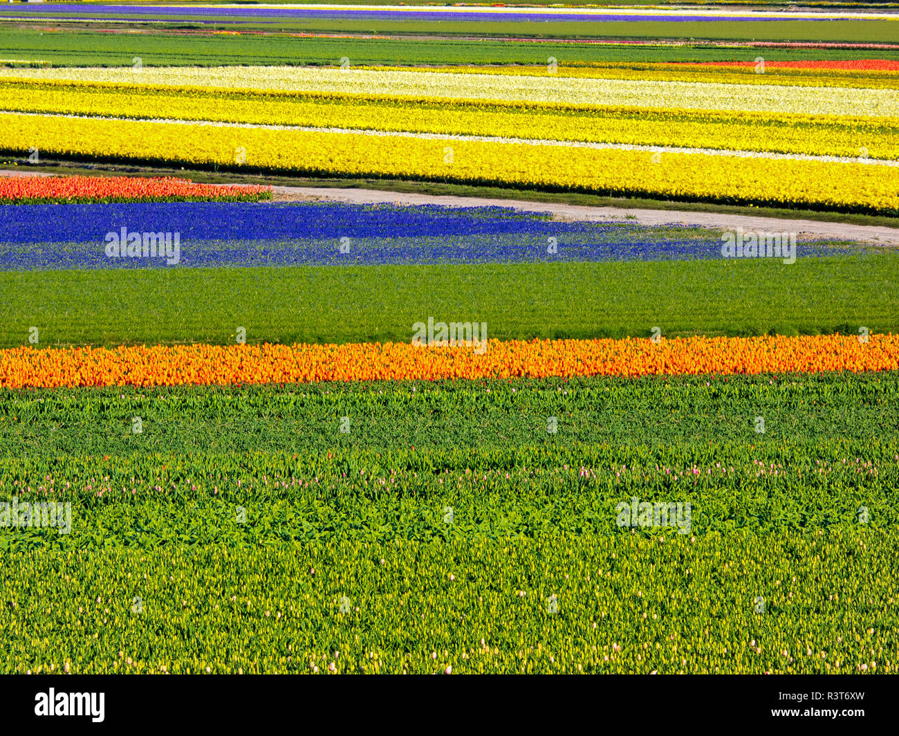 Flower in full bloom Stock Photo - Alamy