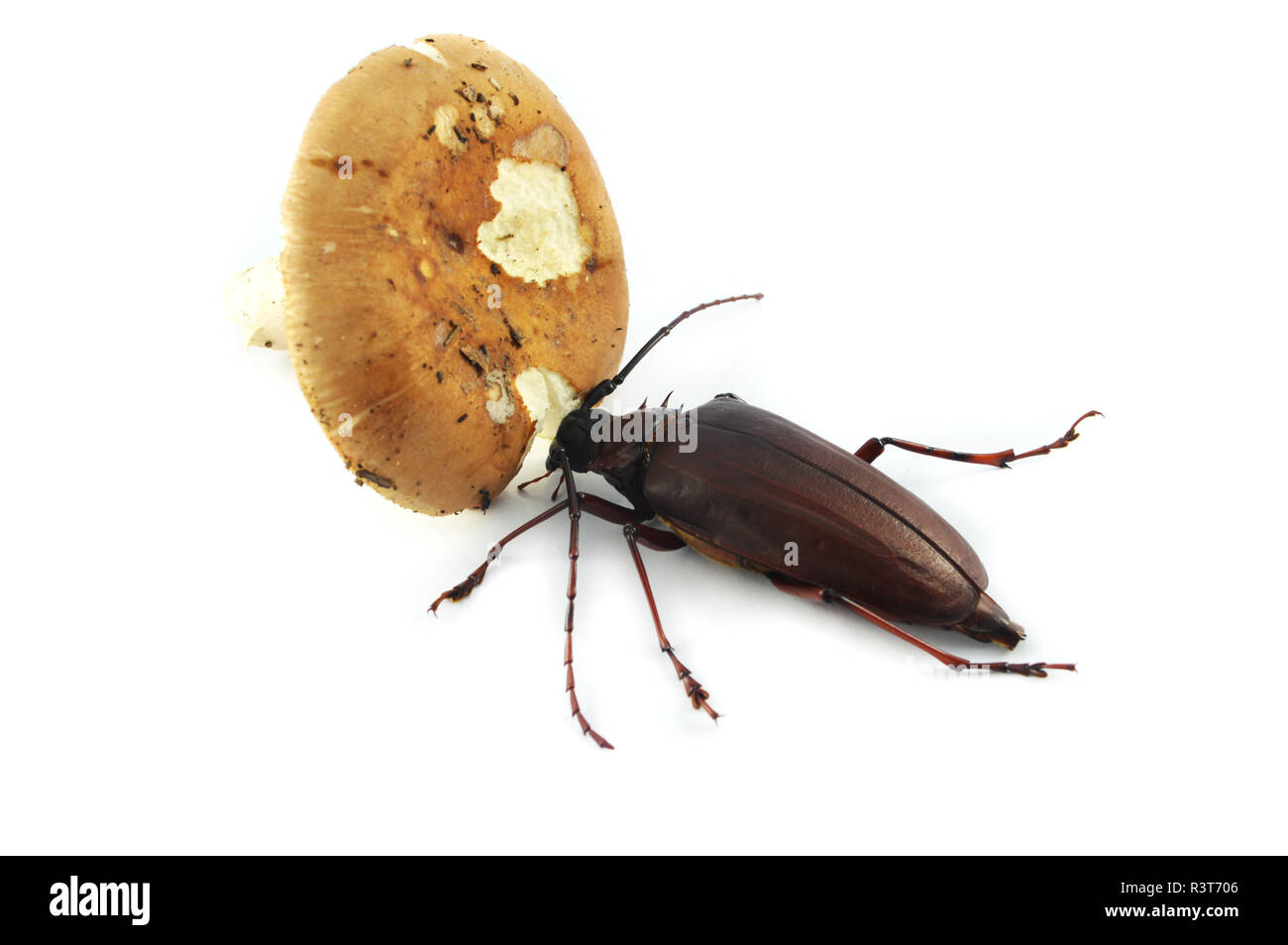 Beetle on mushroom Cut Out Stock Images & Pictures - Alamy