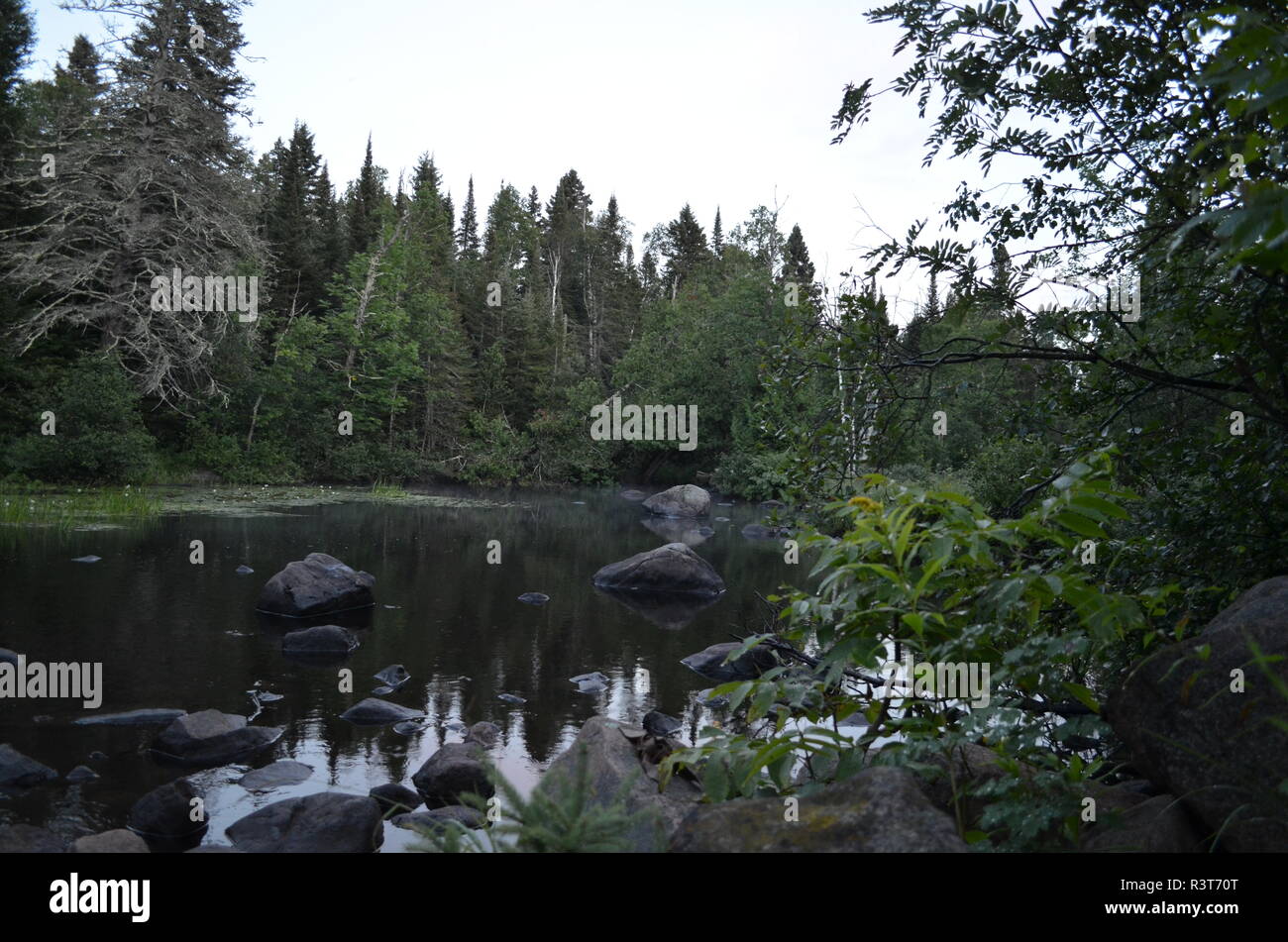 River Flowing Through a Forest Stock Photo - Alamy