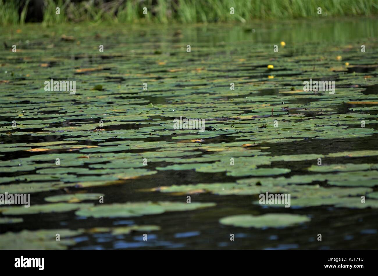 Lillypads hi-res stock photography and images - Alamy