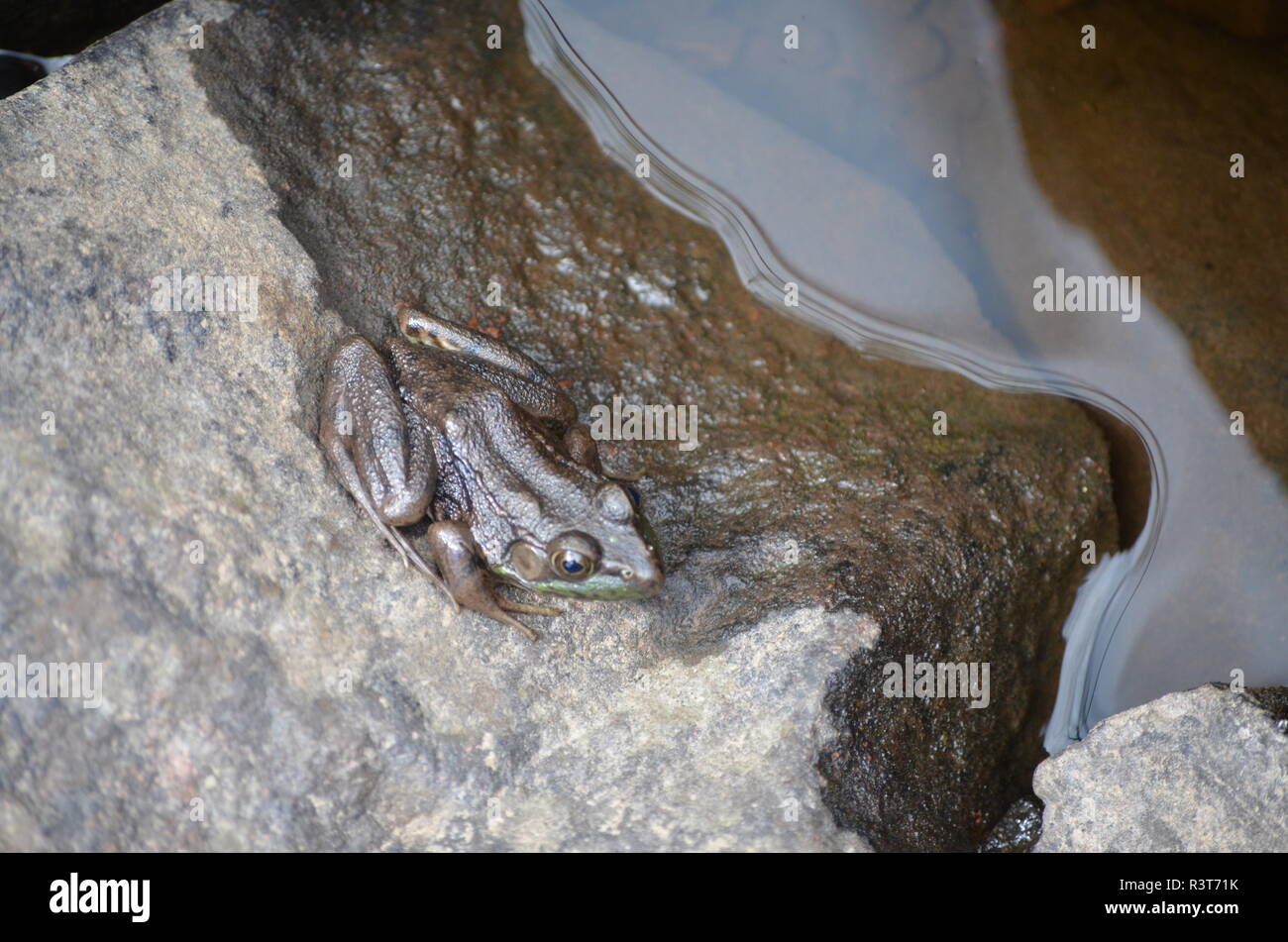 Hiding frog hi-res stock photography and images - Alamy