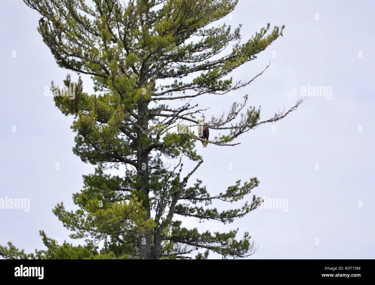 Bald Eagle In Pine Tree Stock Photo - Alamy Bald Eagle In Pine Tree Stock Photo - Alamy