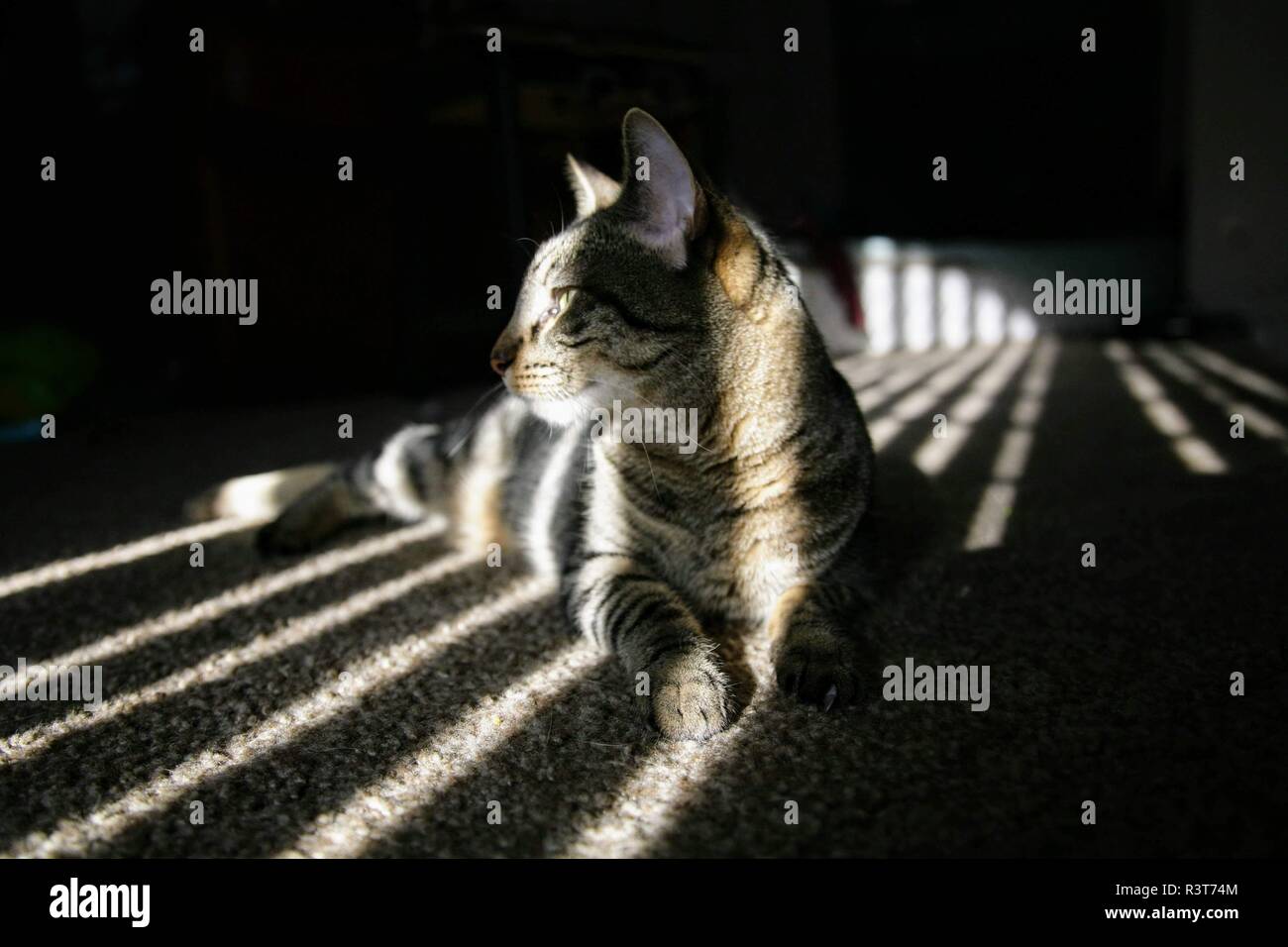 Photography of cat hi-res stock photography and images - Alamy