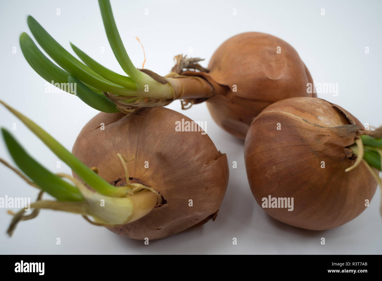 Long sprouting onion hi-res stock photography and images - Alamy