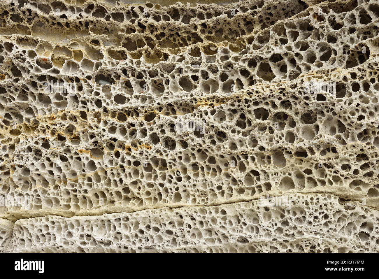 Patterns of honeycomb weathering, close-up, typical on calcareous ...