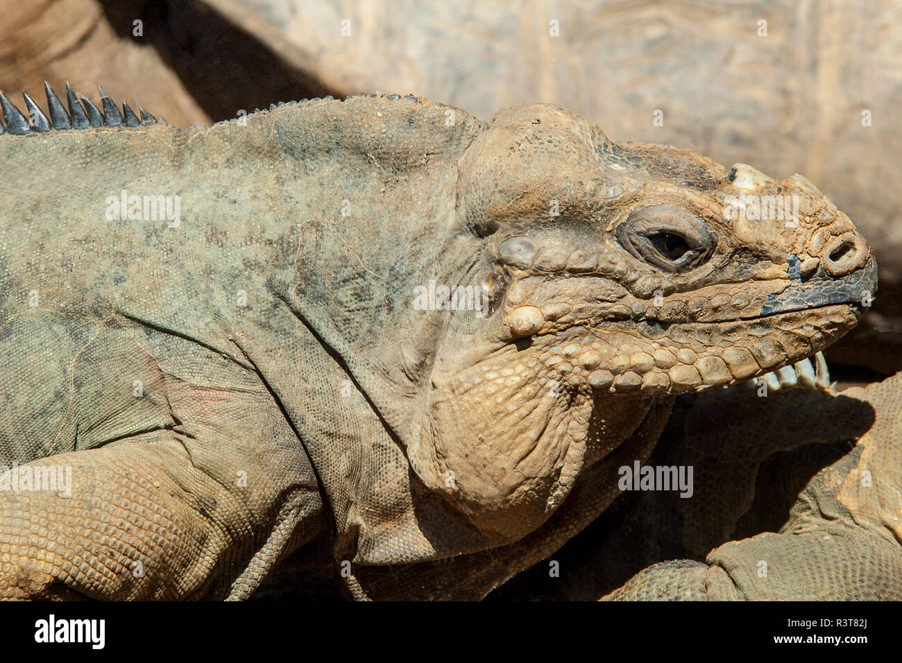 Rhino iguana hi-res stock photography and images - Alamy