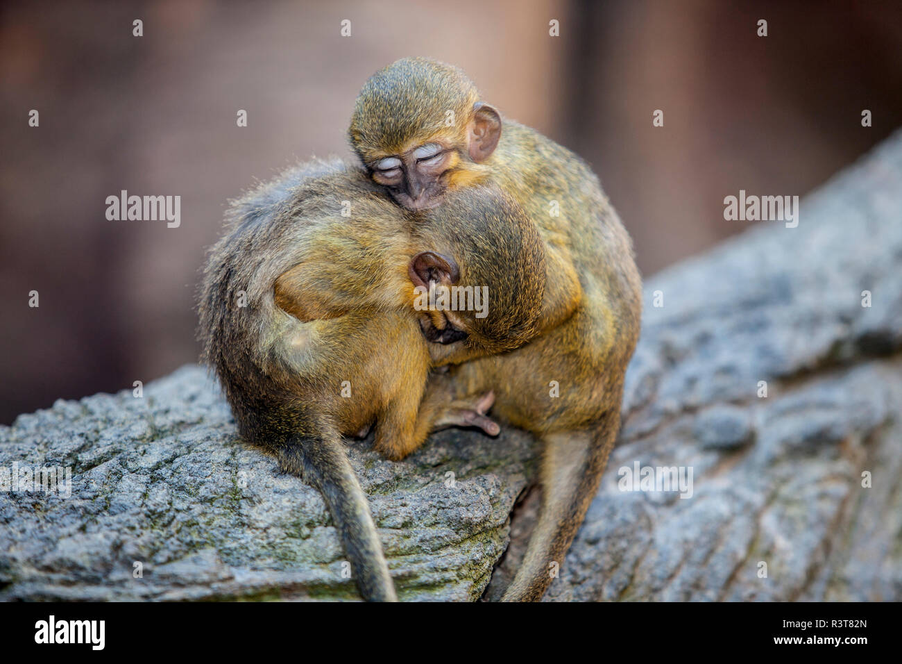 Miopithecus talapoin hi-res stock photography and images - Alamy