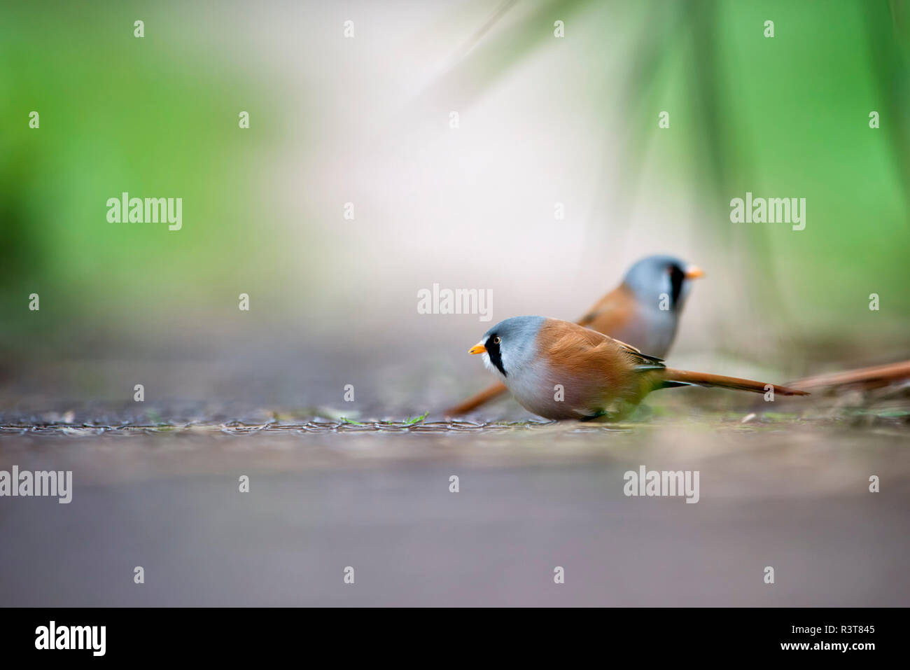 Bearded reedlings (Panurus biarmicus Stock Photo - Alamy