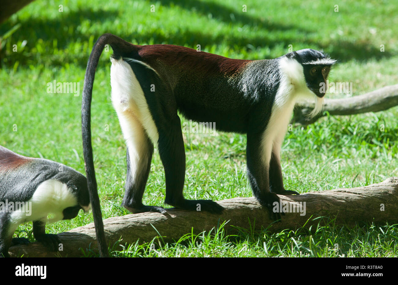 Monkey profile hi-res stock photography and images - Alamy