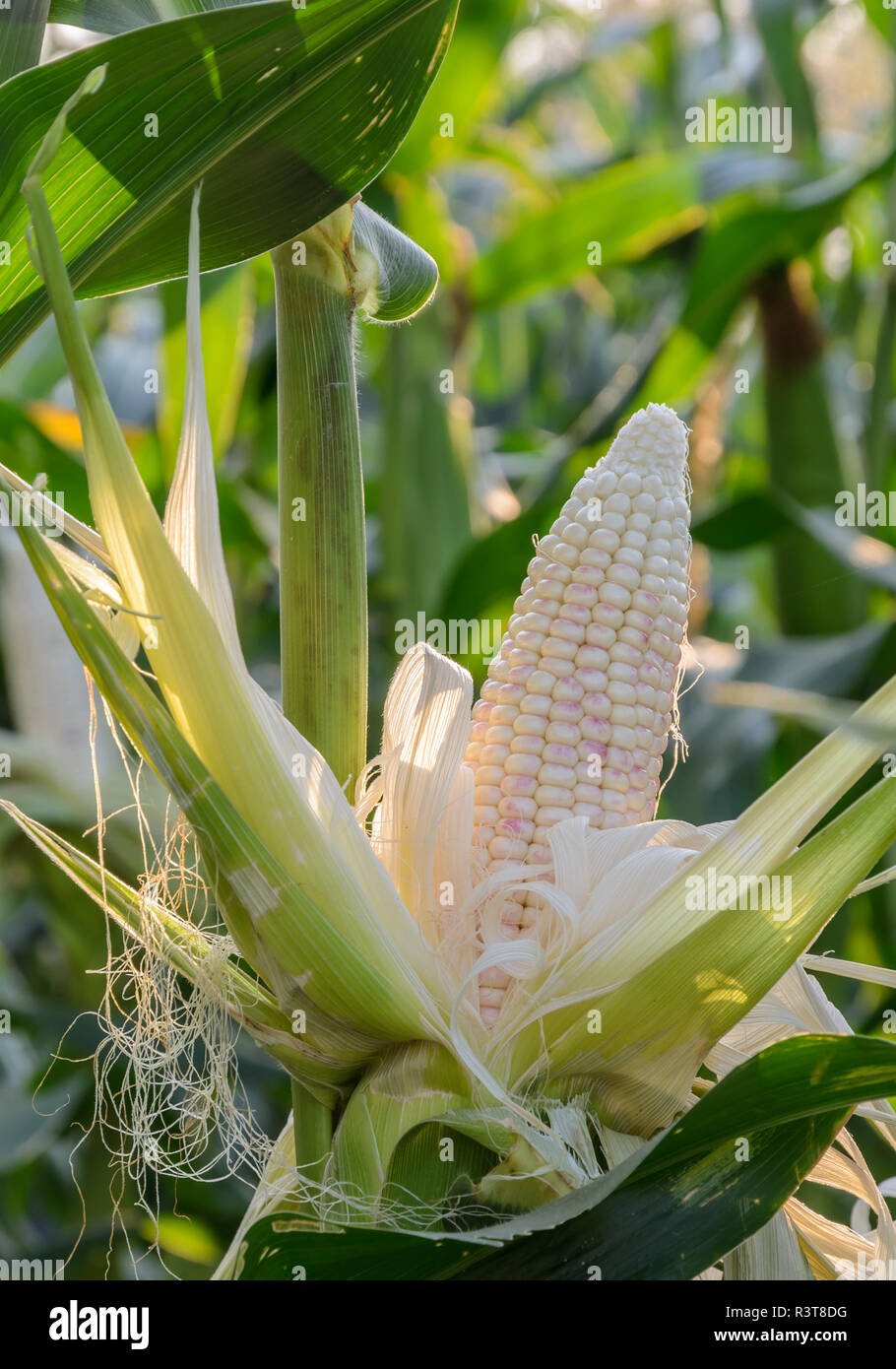 Multi-colored sweet corn Stock Photo - Alamy