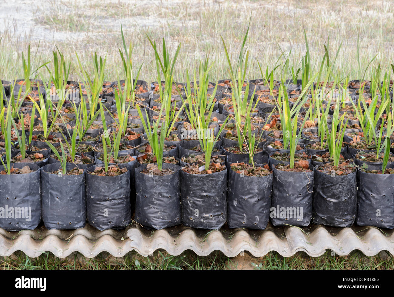 Date plant in nursery Stock Photo - Alamy