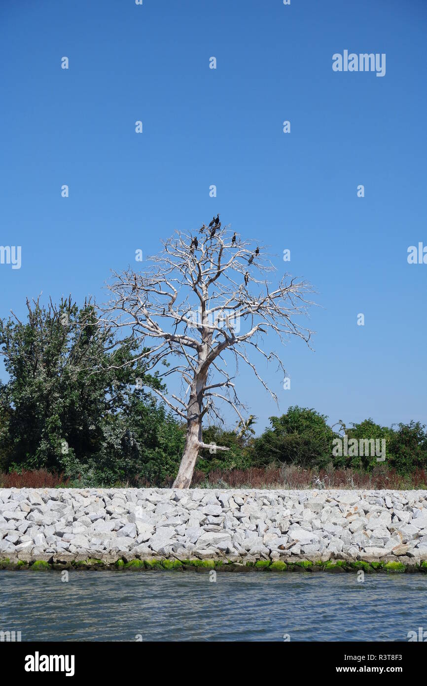 Dead sea tree salt island hi-res stock photography and images - Alamy