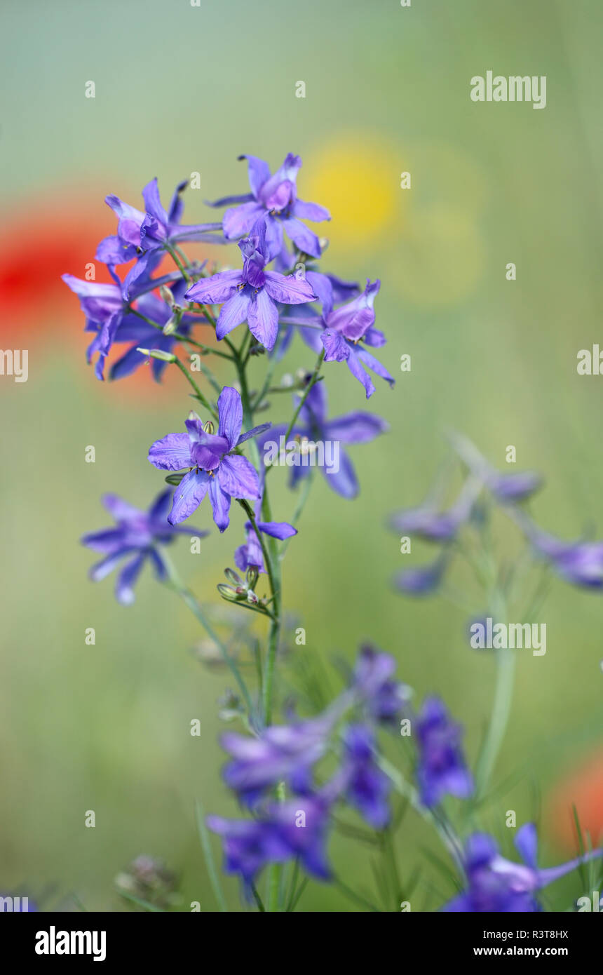 Ritterspornbla te hi-res stock photography and images - Alamy