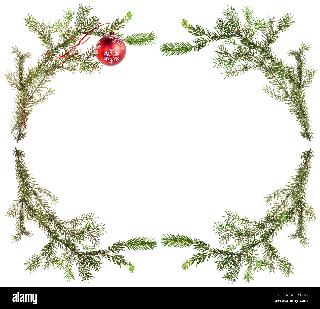 Border cedar white pine Cut Out Stock Images & Pictures - Alamy