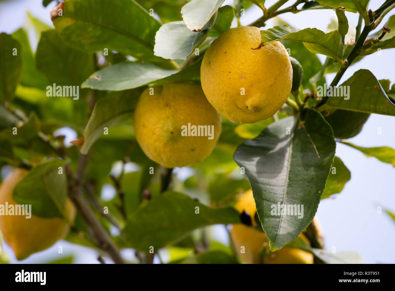 Germany, Rhineland-Palatinate, Bad Duerkheim, lemon tree Stock Photo ...