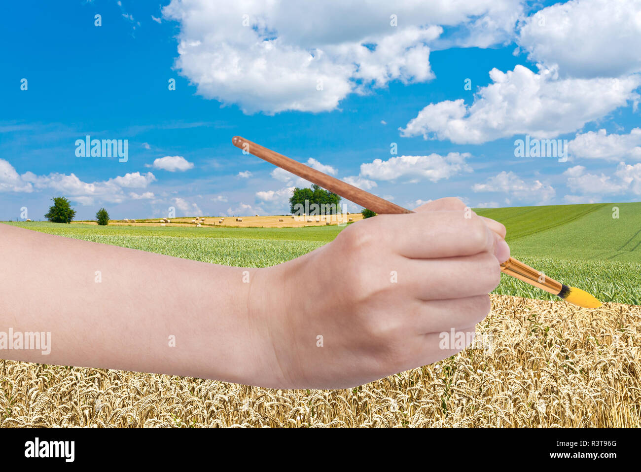paintbrush paints yellow ripe wheat in green field Stock Photo - Alamy