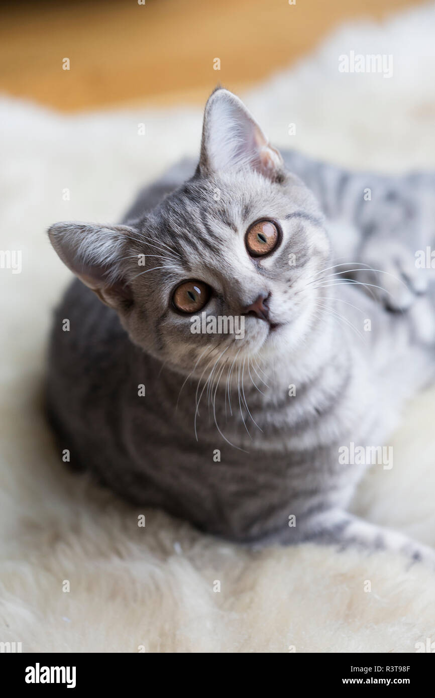 British tabby hi-res stock photography and images - Alamy