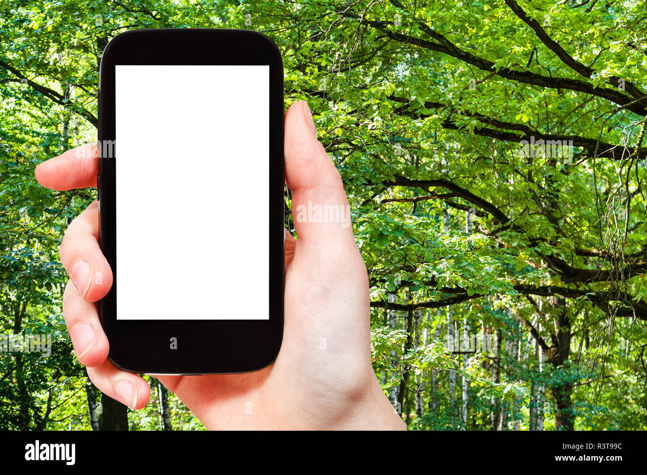 smartphone and green oak branches in summer forest Stock Photo - Alamy