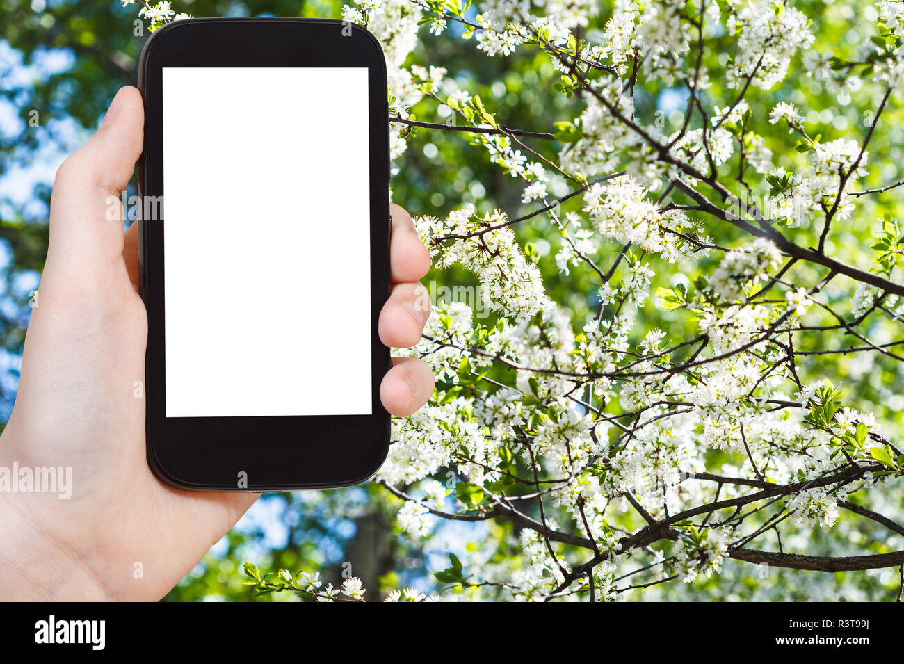 Snapping tree branch hi-res stock photography and images - Alamy