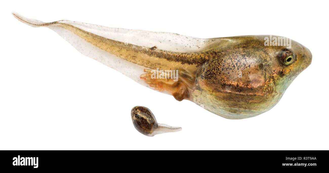 two frog tadpoles close up isolated on white Stock Photo - Alamy