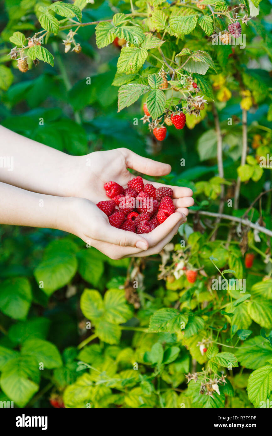 harvesting - fistful of ripe raspberries Stock Photo - Alamy