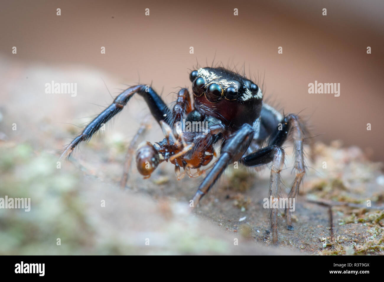 Cute black, white and blue jumping spider in Australia eating a red ant ...