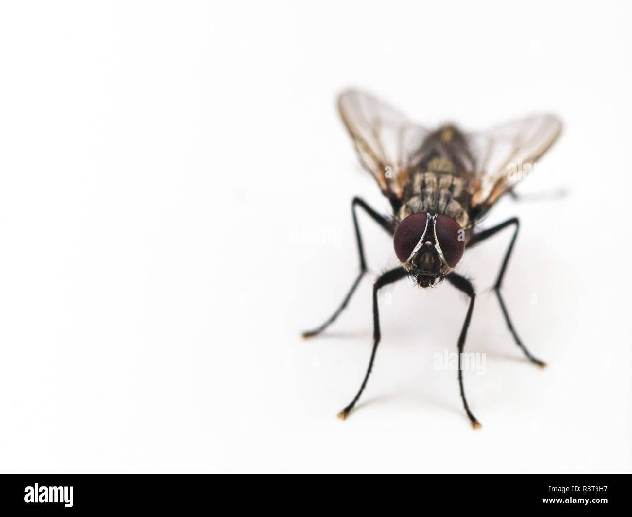 fly close up on white background Stock Photo - Alamy