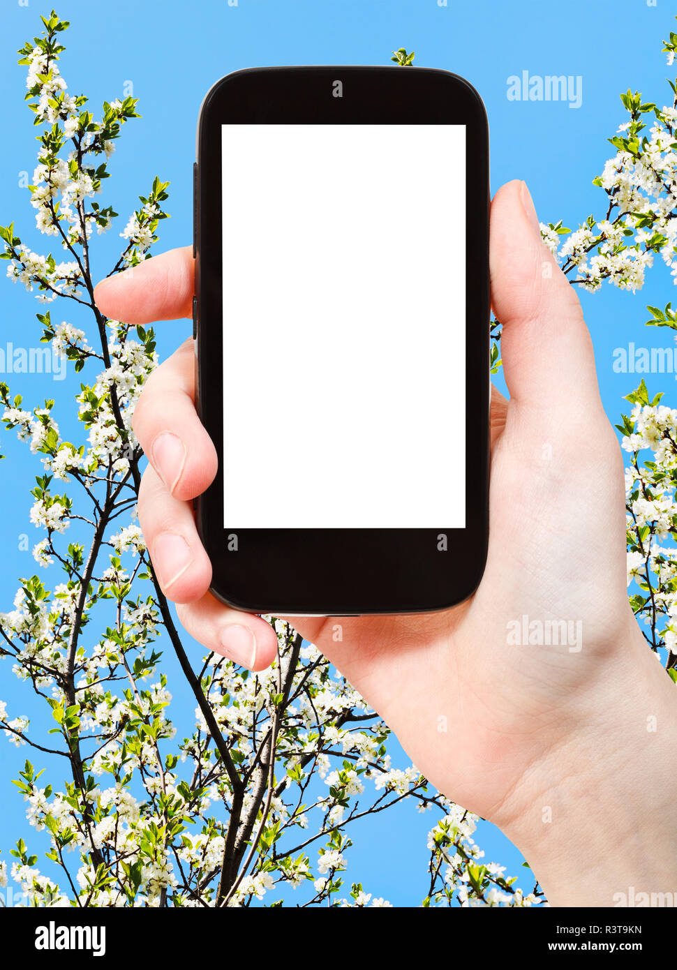 Snapping tree branch hi-res stock photography and images - Alamy