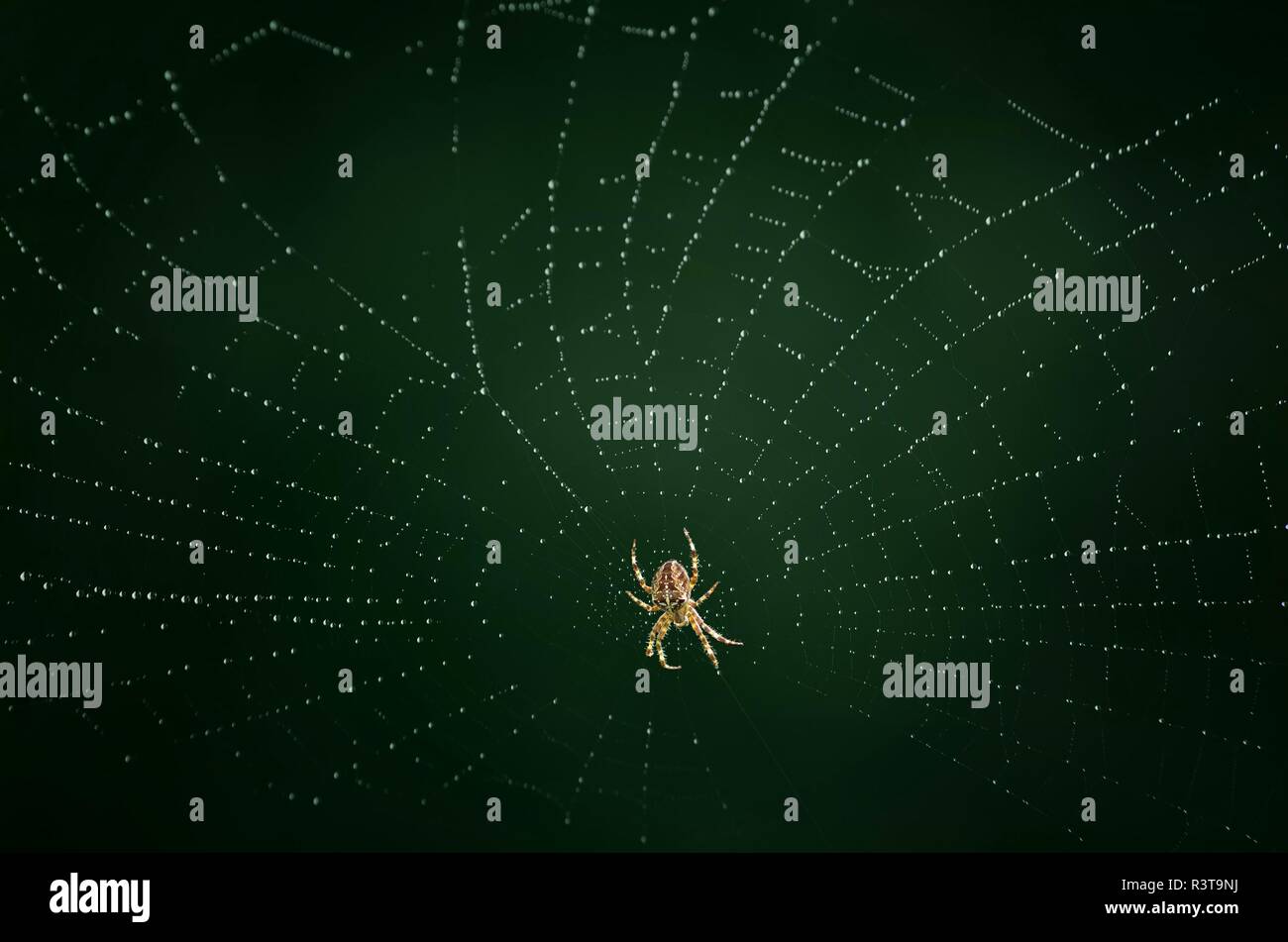 Indian spiders hi-res stock photography and images - Alamy